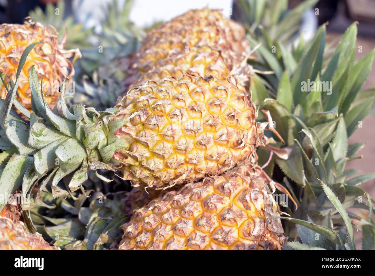Pineapple fruit ananas sativus hi-res stock photography and images - Alamy