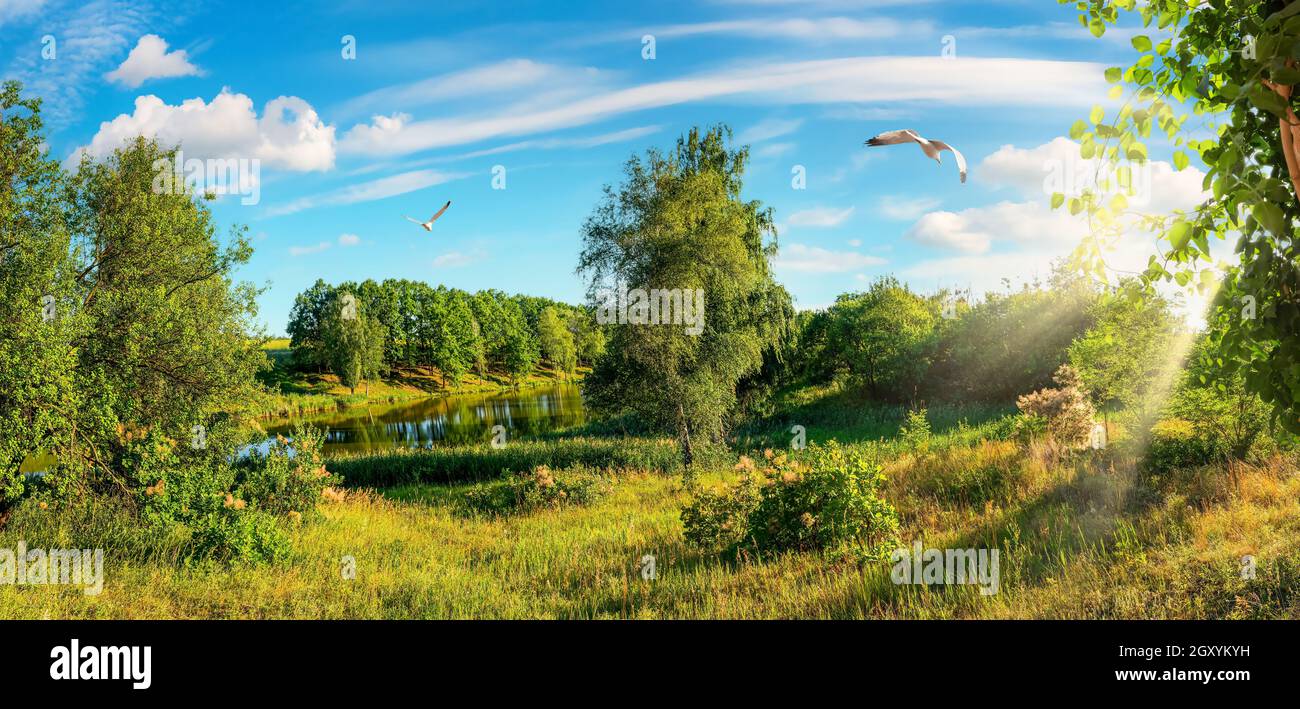 Forest belt line and field at day Stock Photo - Alamy