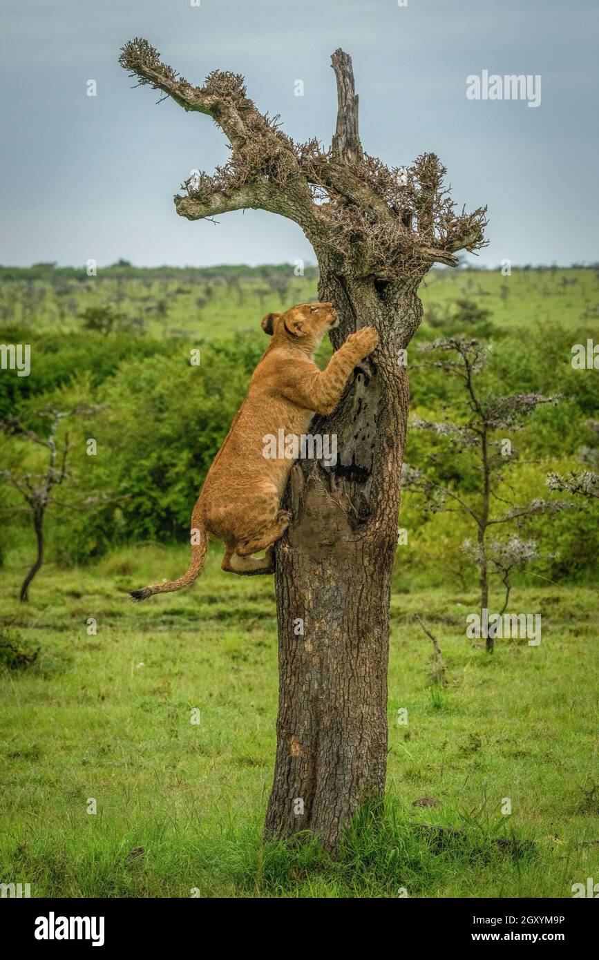 Lion cub climbs dead tree on grassland Stock Photo - Alamy