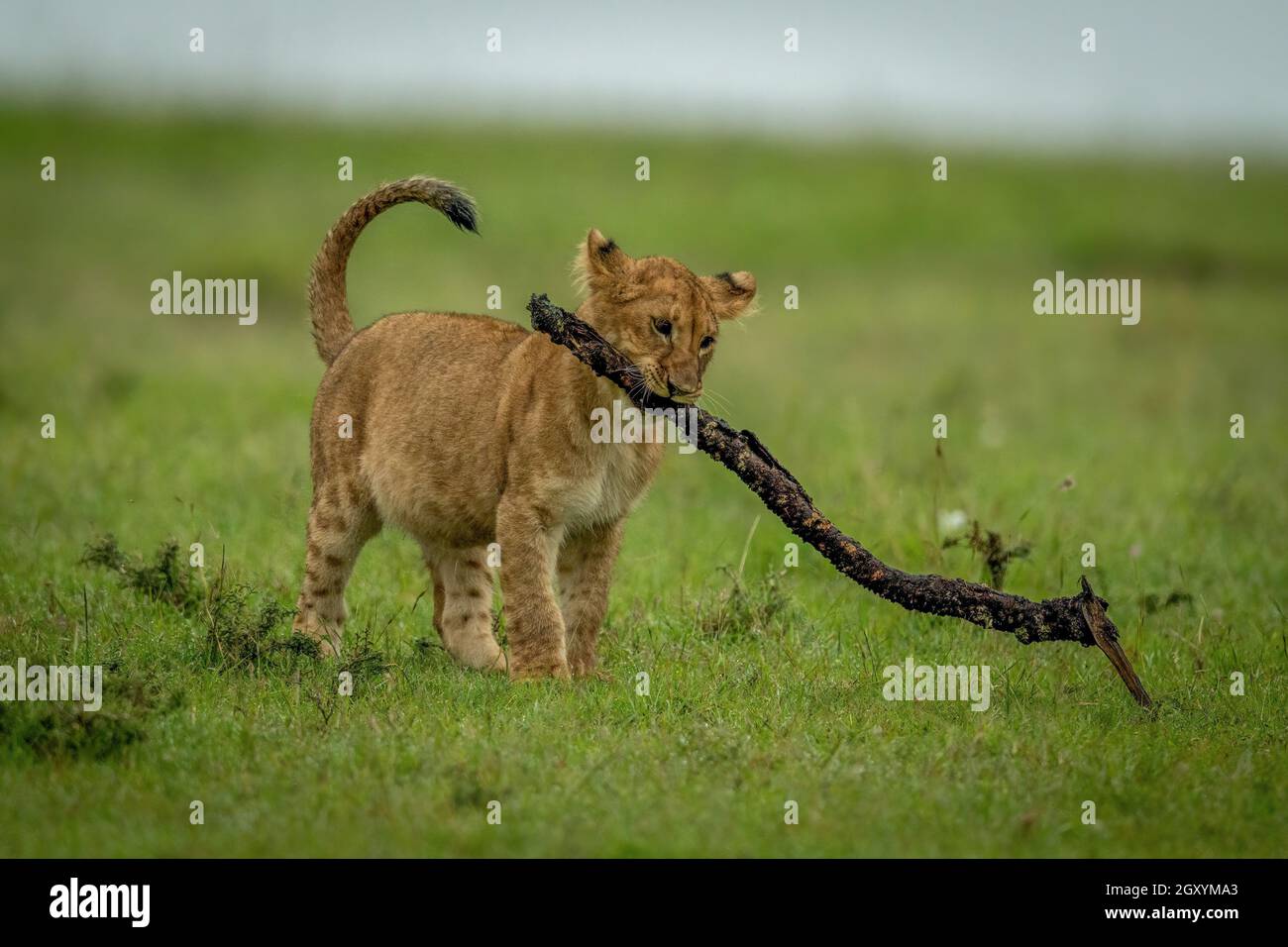 Lion cub crosses flat plain carrying stick Stock Photo - Alamy