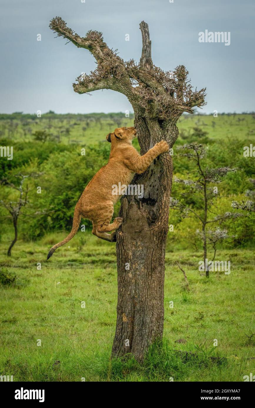 Dead lion cub hi-res stock photography and images - Alamy