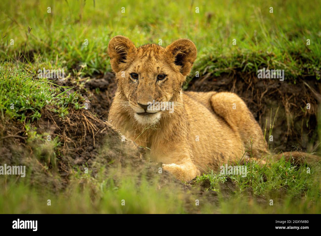 Lion cub lies in ditch raising head Stock Photo - Alamy