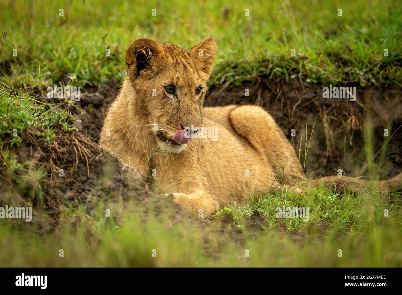 Lion cub lies in ditch licking lips Stock Photo - Alamy