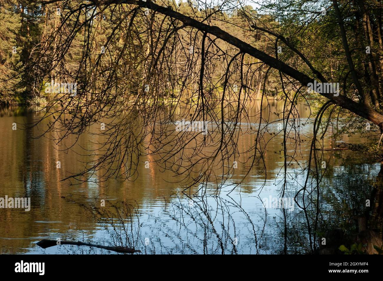 a lake in the woods, a tree hanging over the water and reaching for it ...