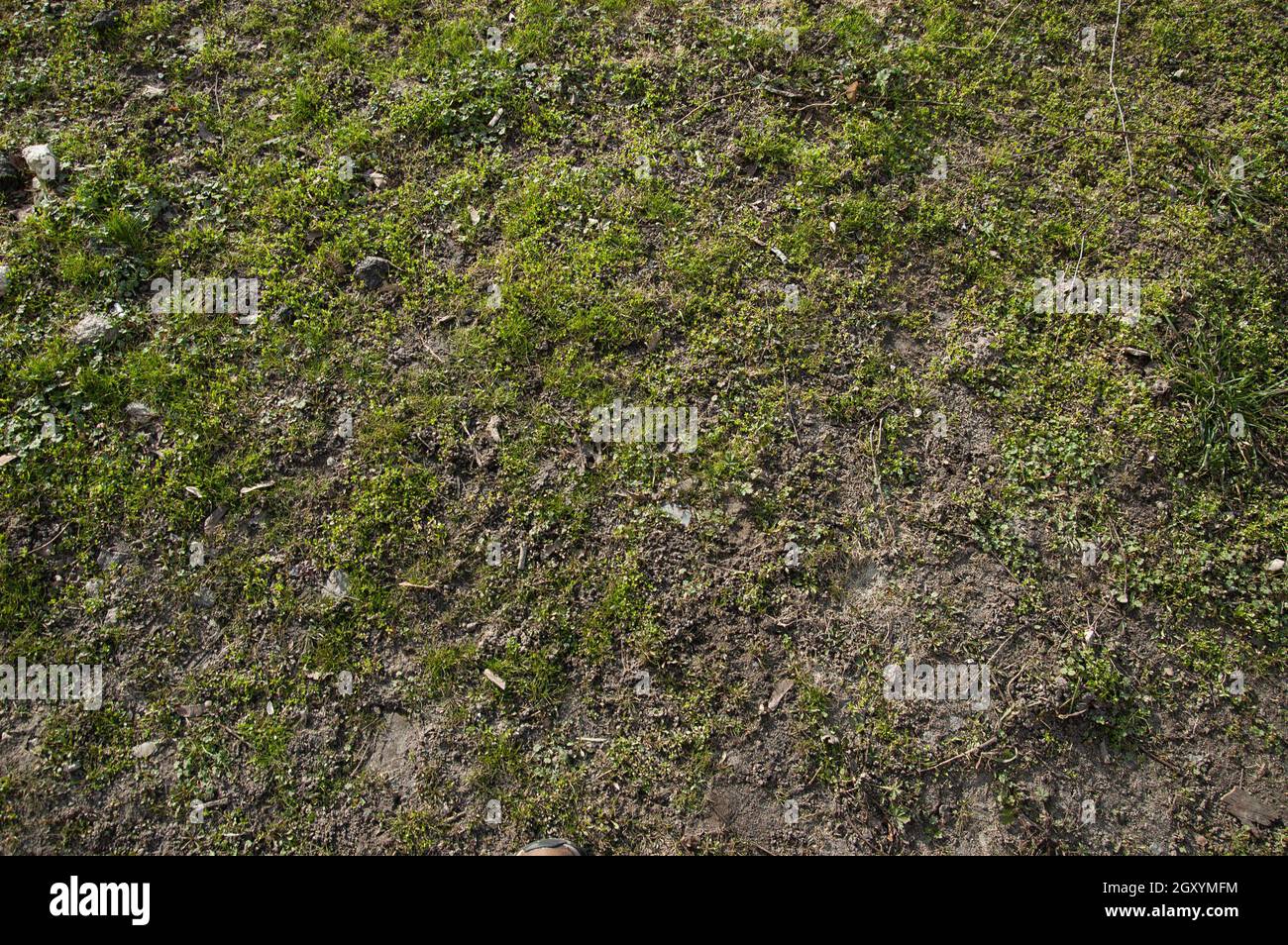 The first spring grass is breaking through Stock Photo - Alamy