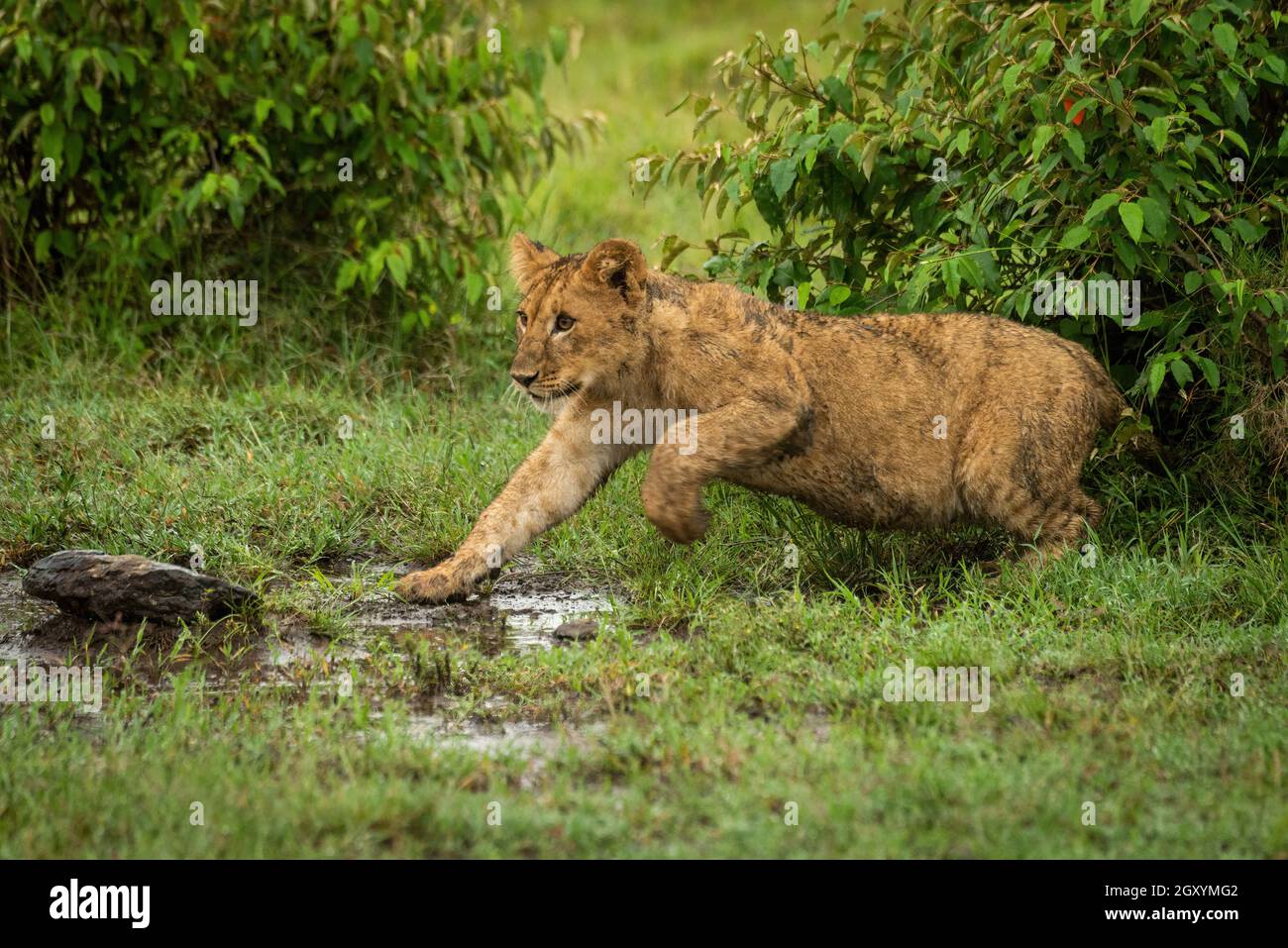 Lion cub jumps out from leafy bushes Stock Photo - Alamy