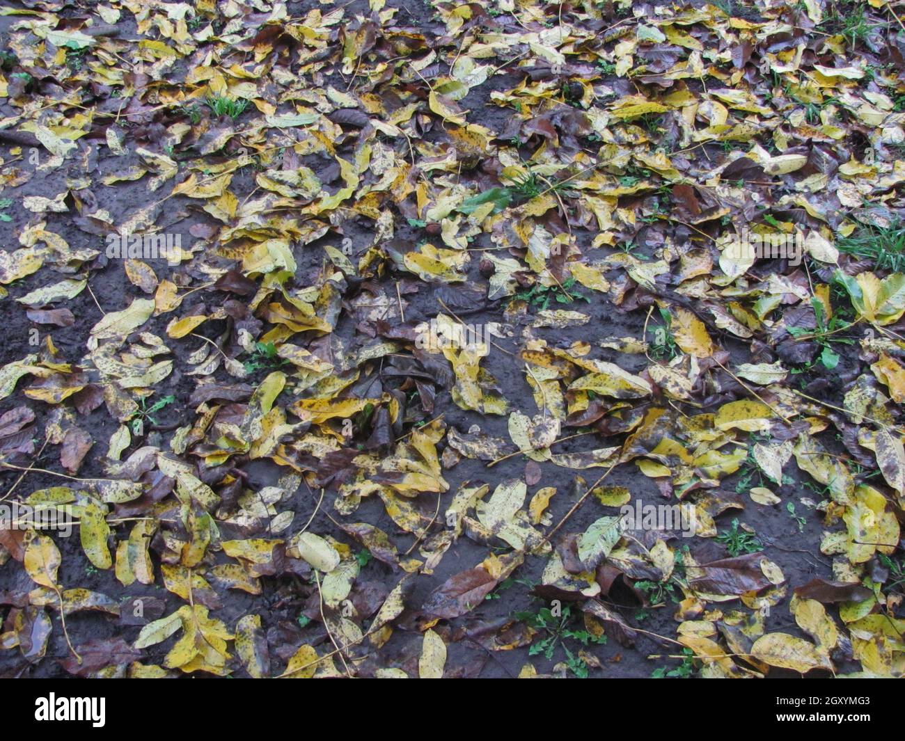 wet fallen leaves lie on the ground - autumn background Stock Photo - Alamy
