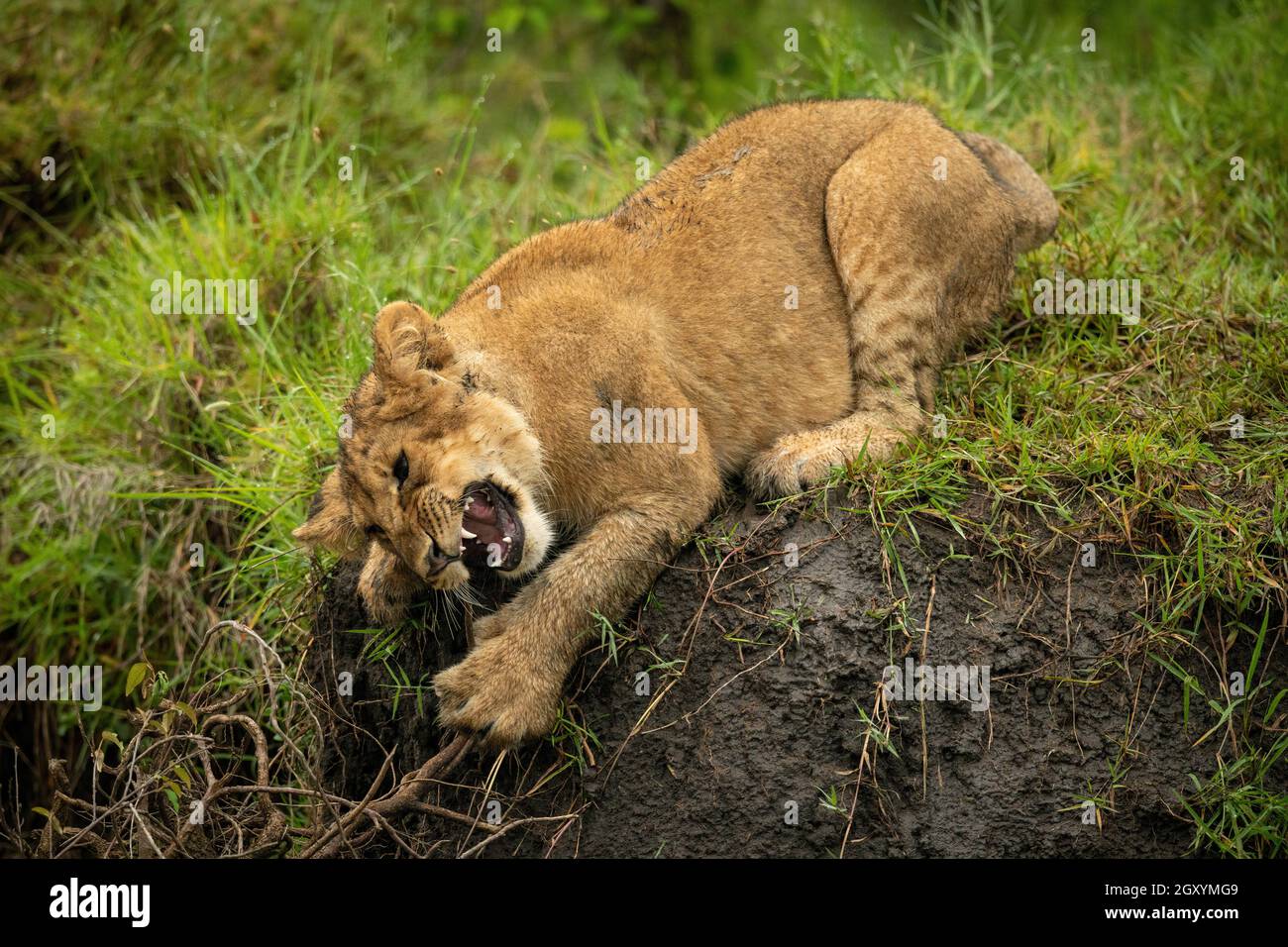 Lion cub leans down bank grabbing branches Stock Photo - Alamy
