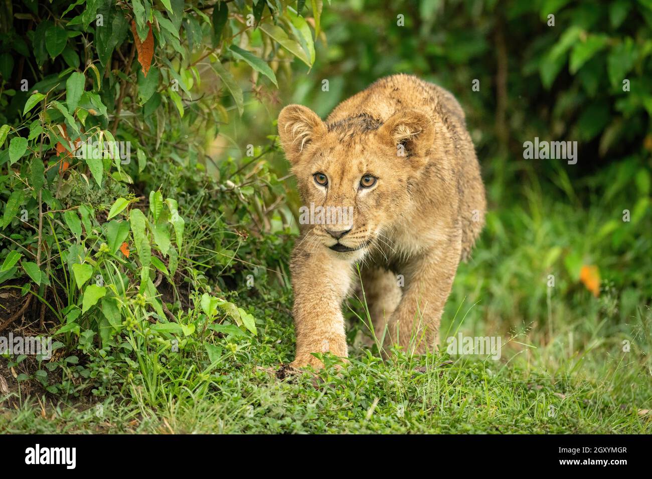 Lion cub creeps past bush staring ahead Stock Photo - Alamy