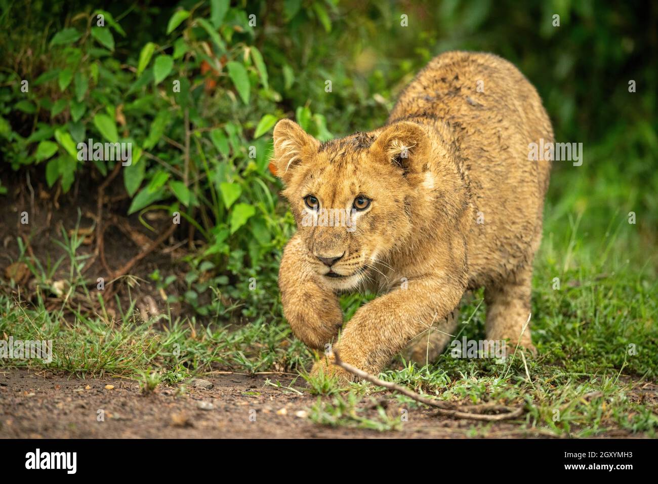 Lion cub crouches ready to jump forward Stock Photo - Alamy