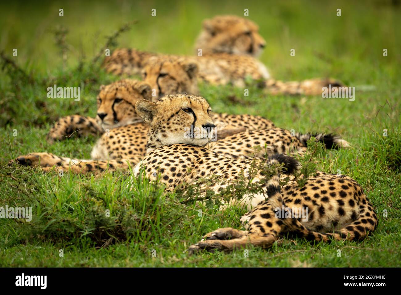 Cheetahs lying down in hi-res stock photography and images - Alamy