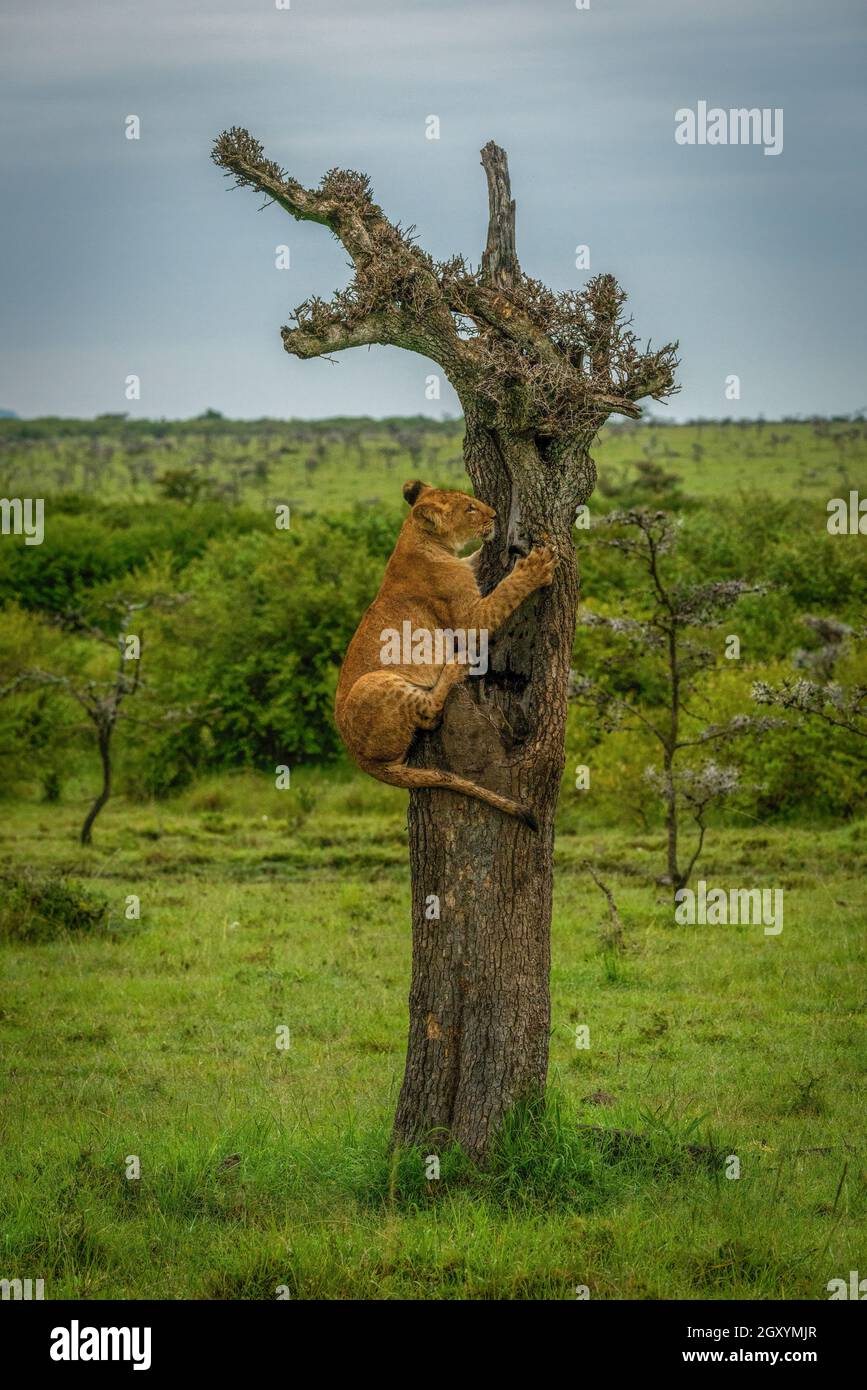 Lion cub climbing dead tree in savannah Stock Photo - Alamy