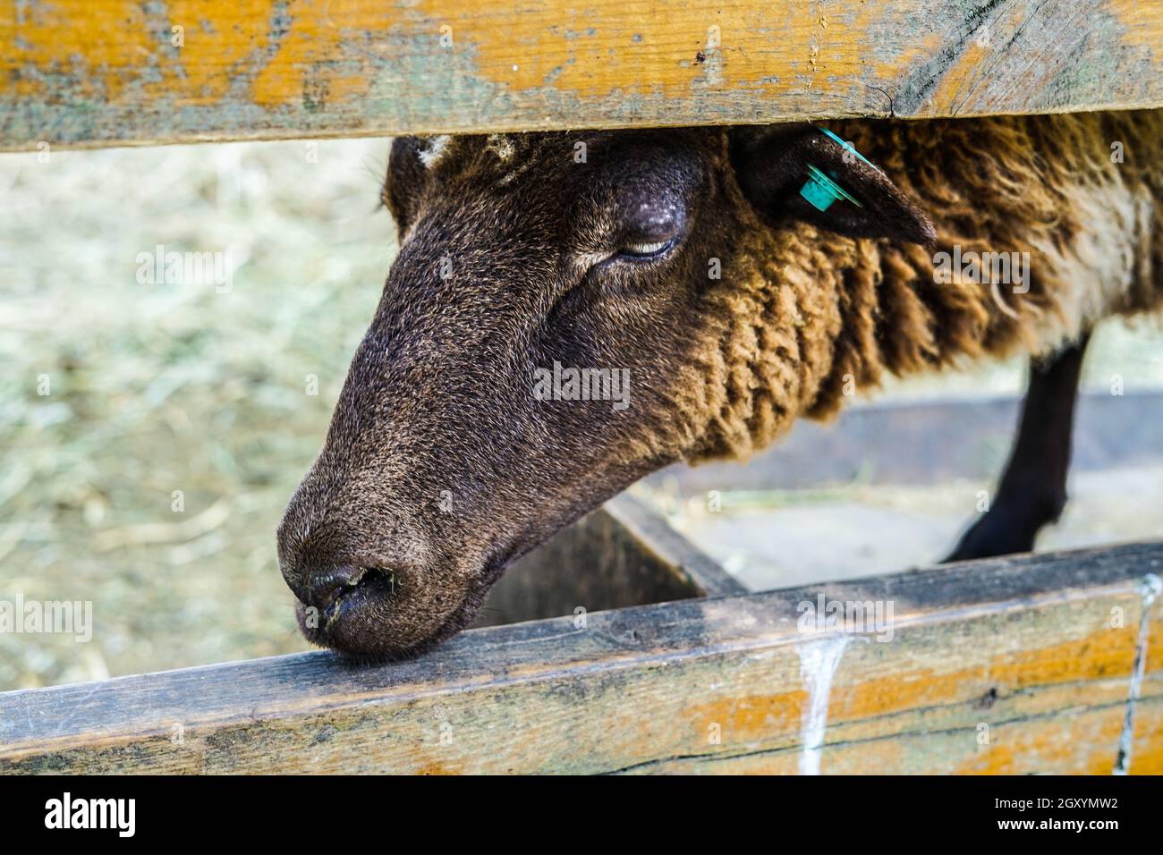 Image of sheep (sheep). Shooting Location: Yokohama-city kanagawa ...