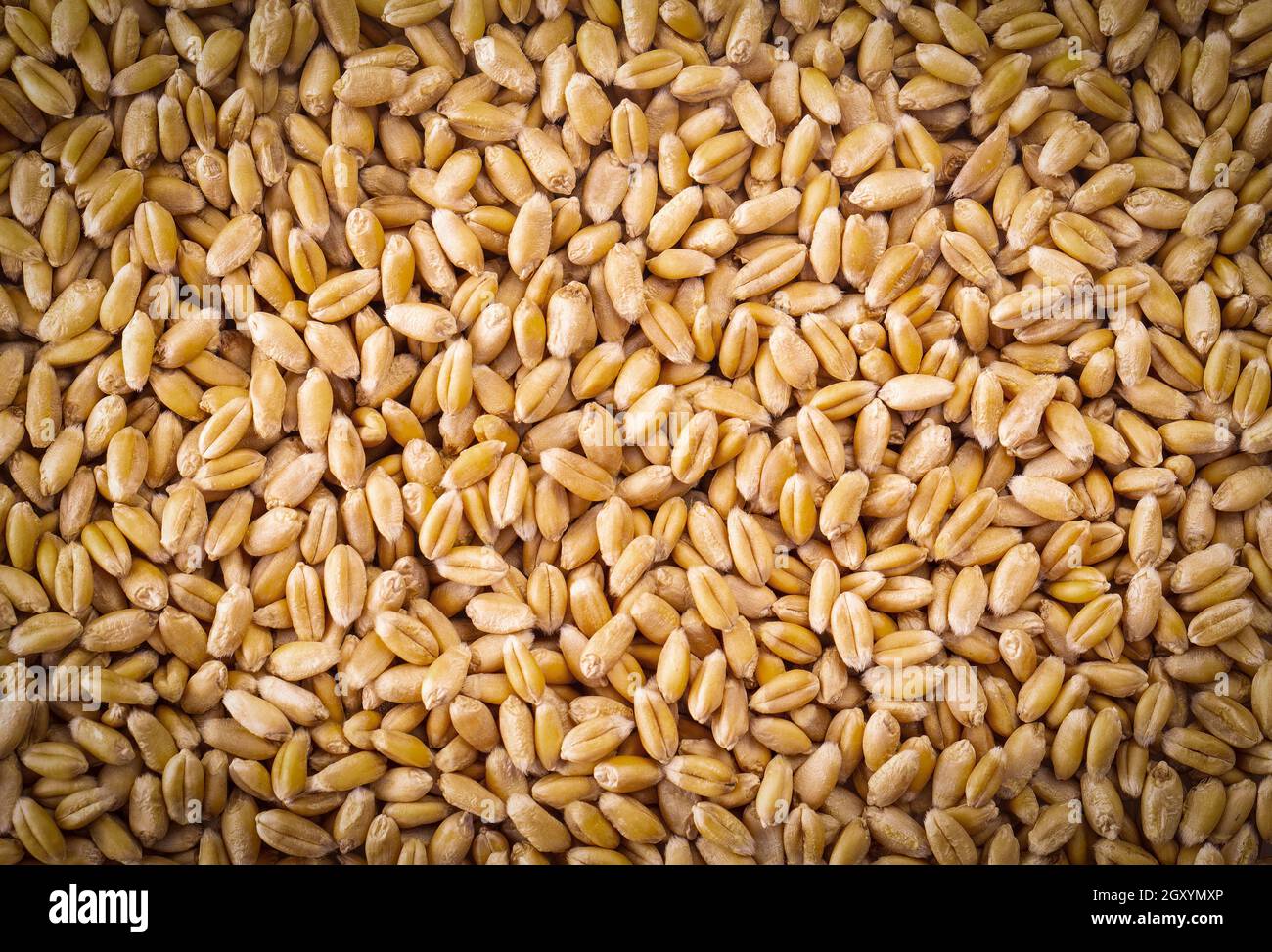 The Processed organic wheat grains as agricultural background ...