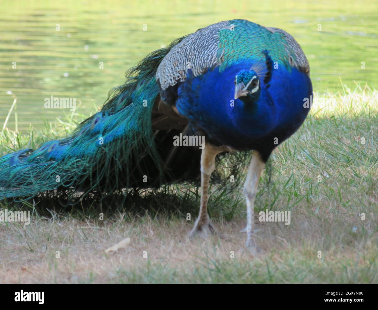 beautiful peacock of fantastic bright colors of long feathers Stock ...