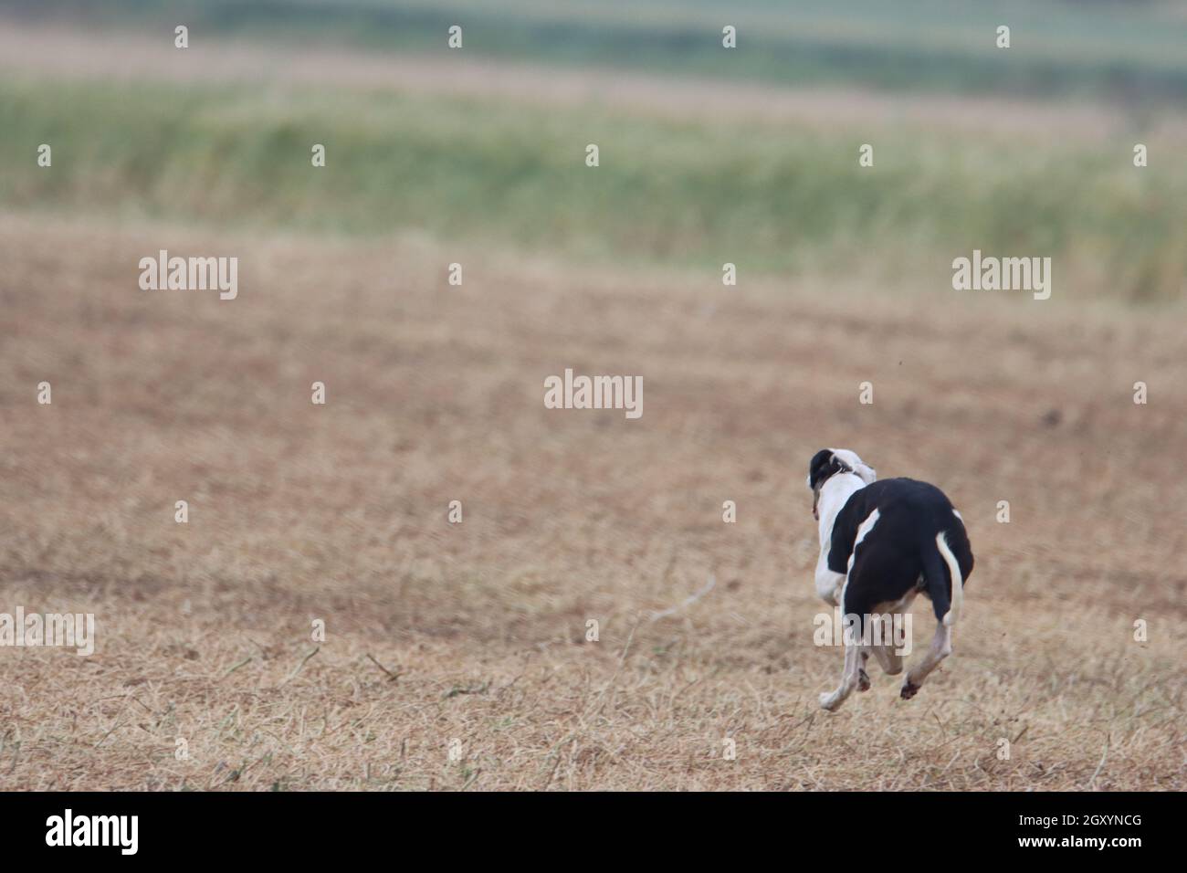 Spanish greyhound dog race hare hunting speed delivers passion Stock ...