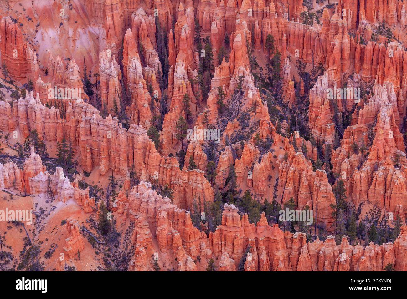 Bryce Canyon National Park nature landscape in Utah, USA Stock Photo ...