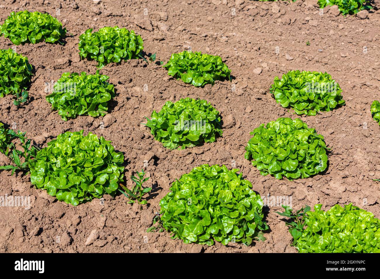 different salat plants growing in rows on the field Stock Photo - Alamy