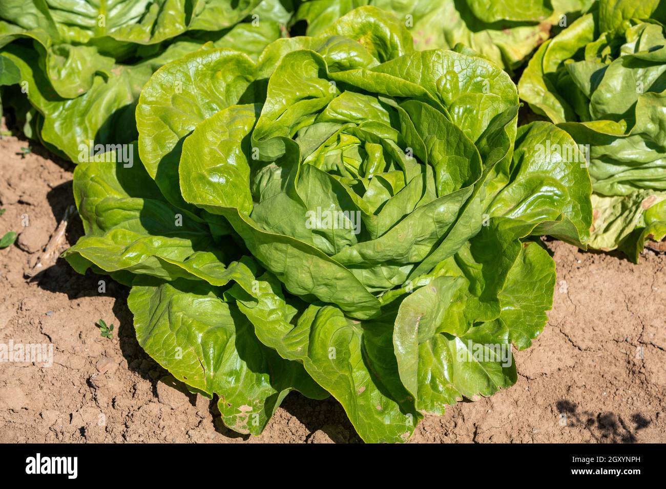 detail of a fresh salat plant growing in the garden Stock Photo - Alamy
