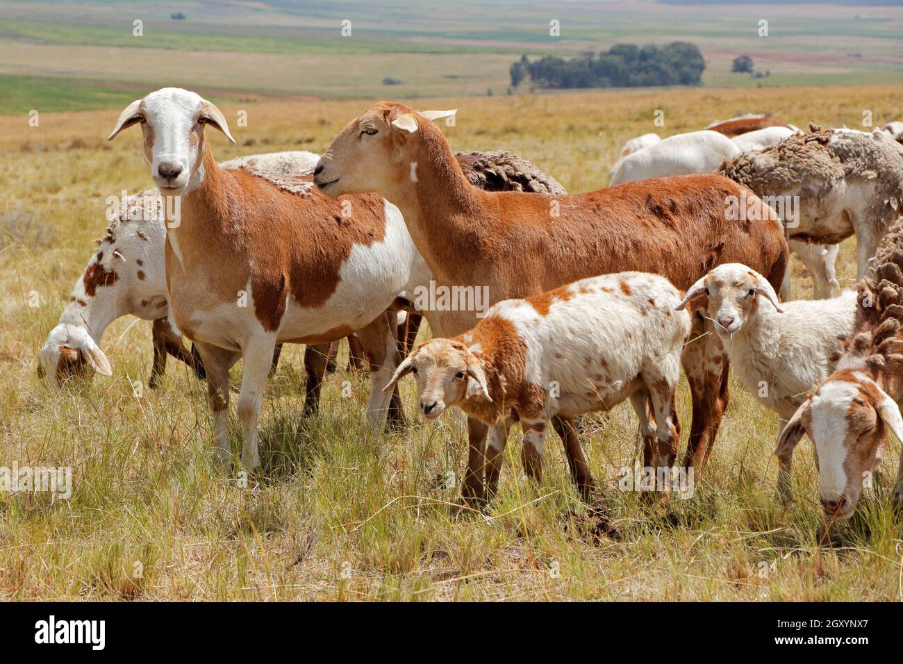 Meatmaster sheep - indigenous sheep breed of South Africa - on rural ...