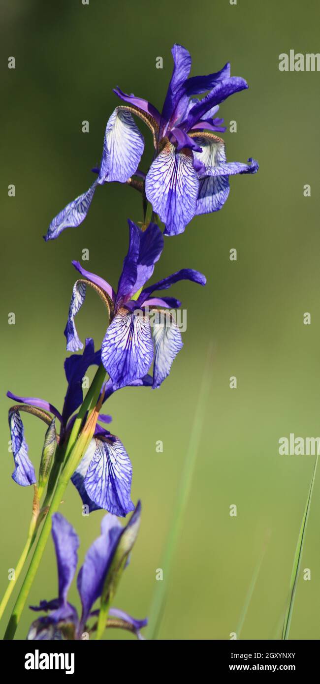Azure blue Lily growing at the shore of Lake Pfaeffikon, Zurich Canton ...