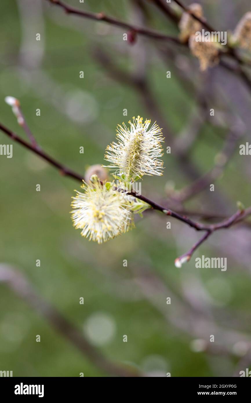 Very young willow catkins blossom in spring Stock Photo - Alamy