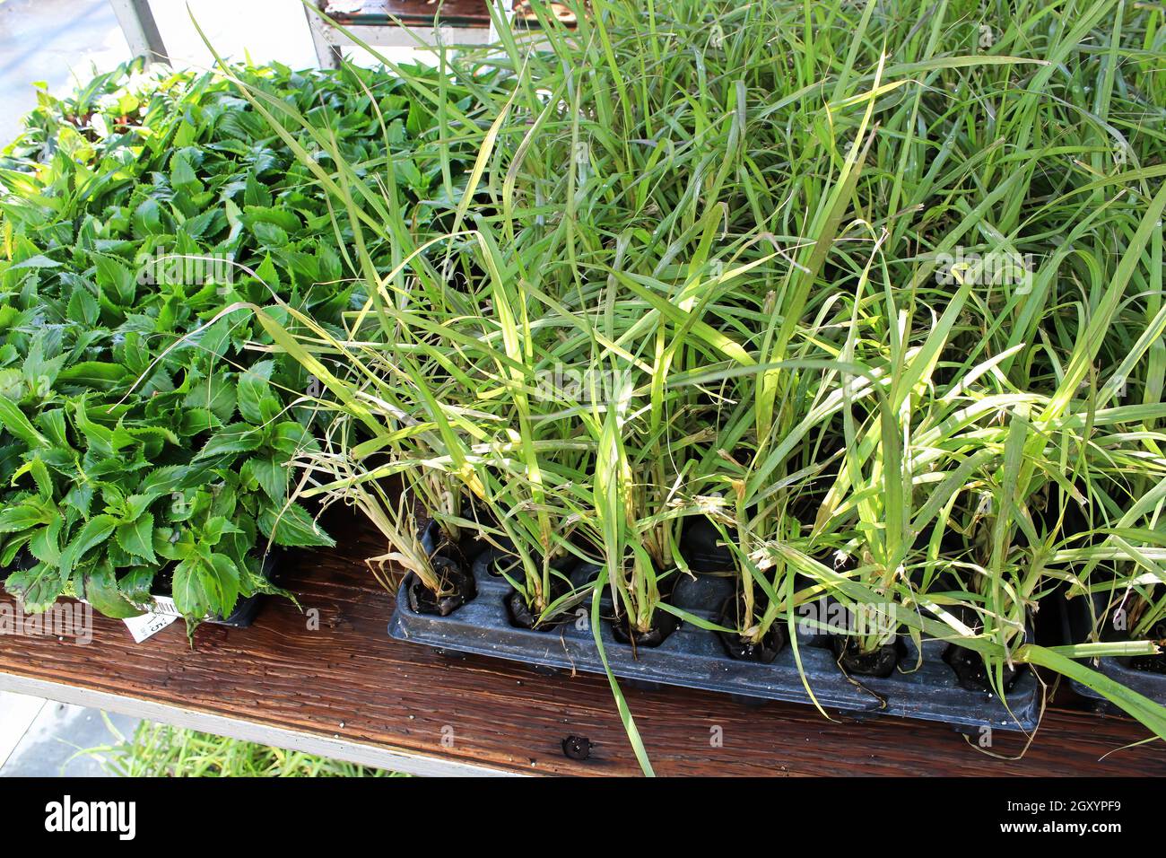 Annual grasses growing in seedling starter trays Stock Photo - Alamy