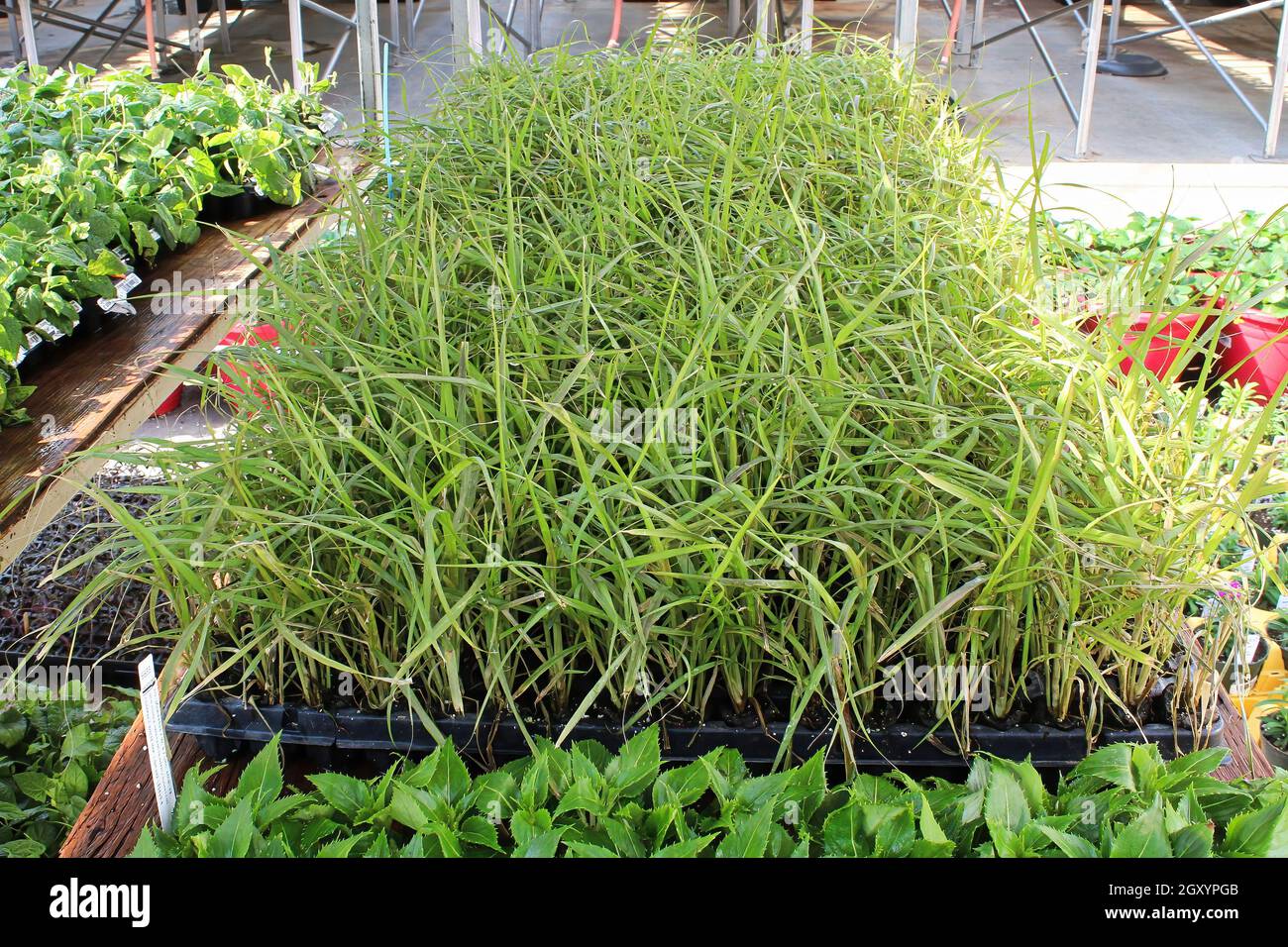 Annual grasses growing in seedling starter trays Stock Photo - Alamy