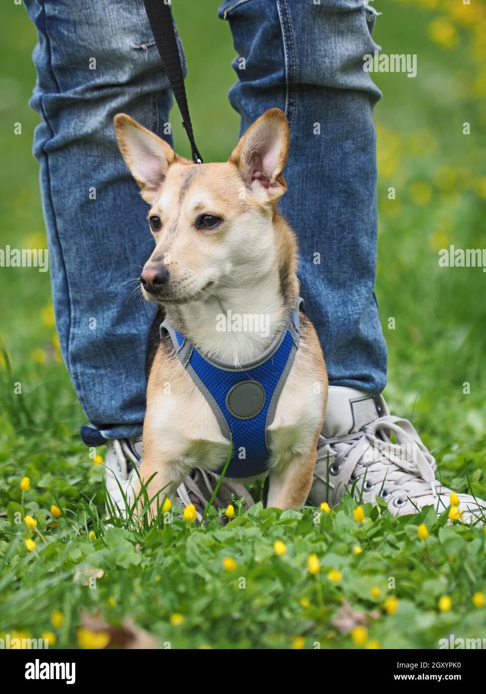 adult nice woman walks the small dog in springtime Stock Photo - Alamy