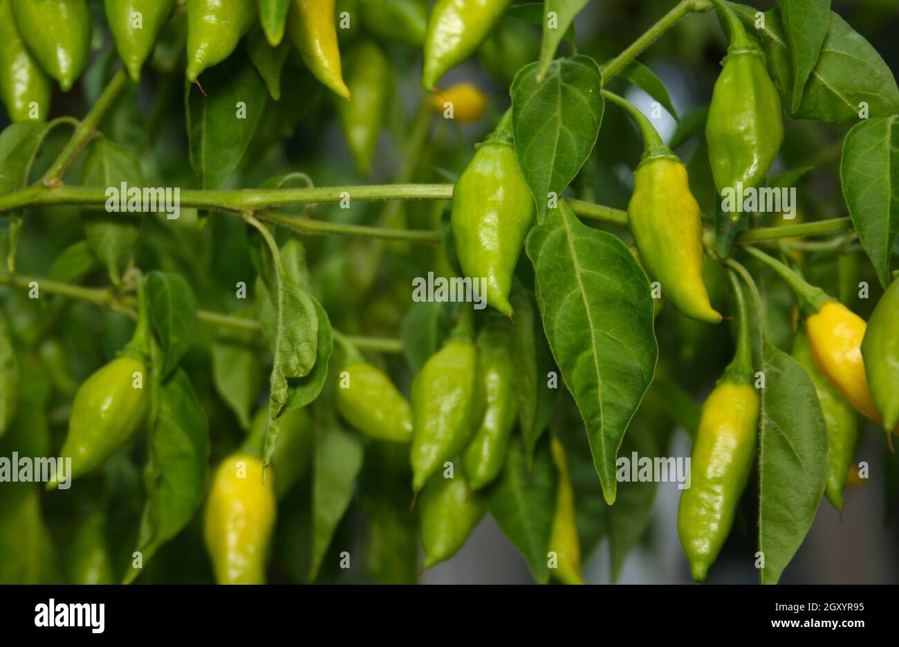 Lemon Drop Pepper from Peru and South America Aji Limo Capsicum ...