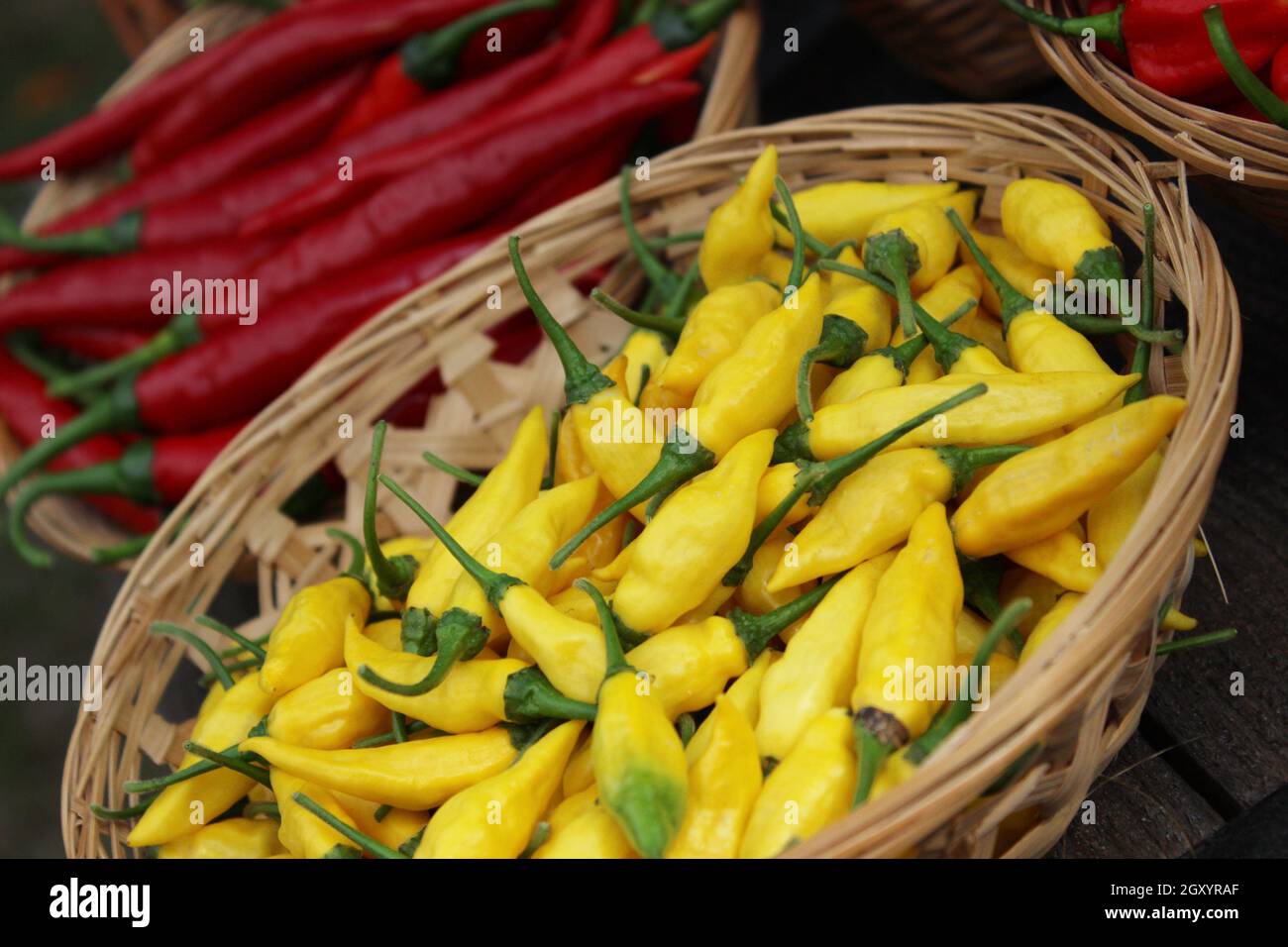 Lemon Drop Pepper from Peru Aji Limo Capsicum frutescens L in basket ...