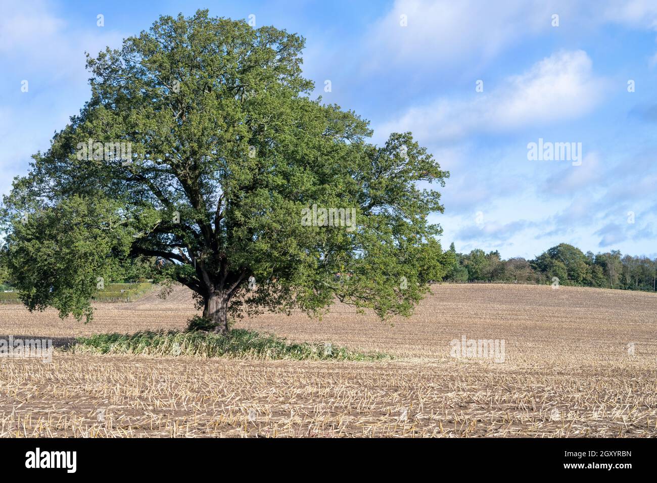 Sweetcorn Maize Crop Harvest in large field with single Oak tree Stock ...