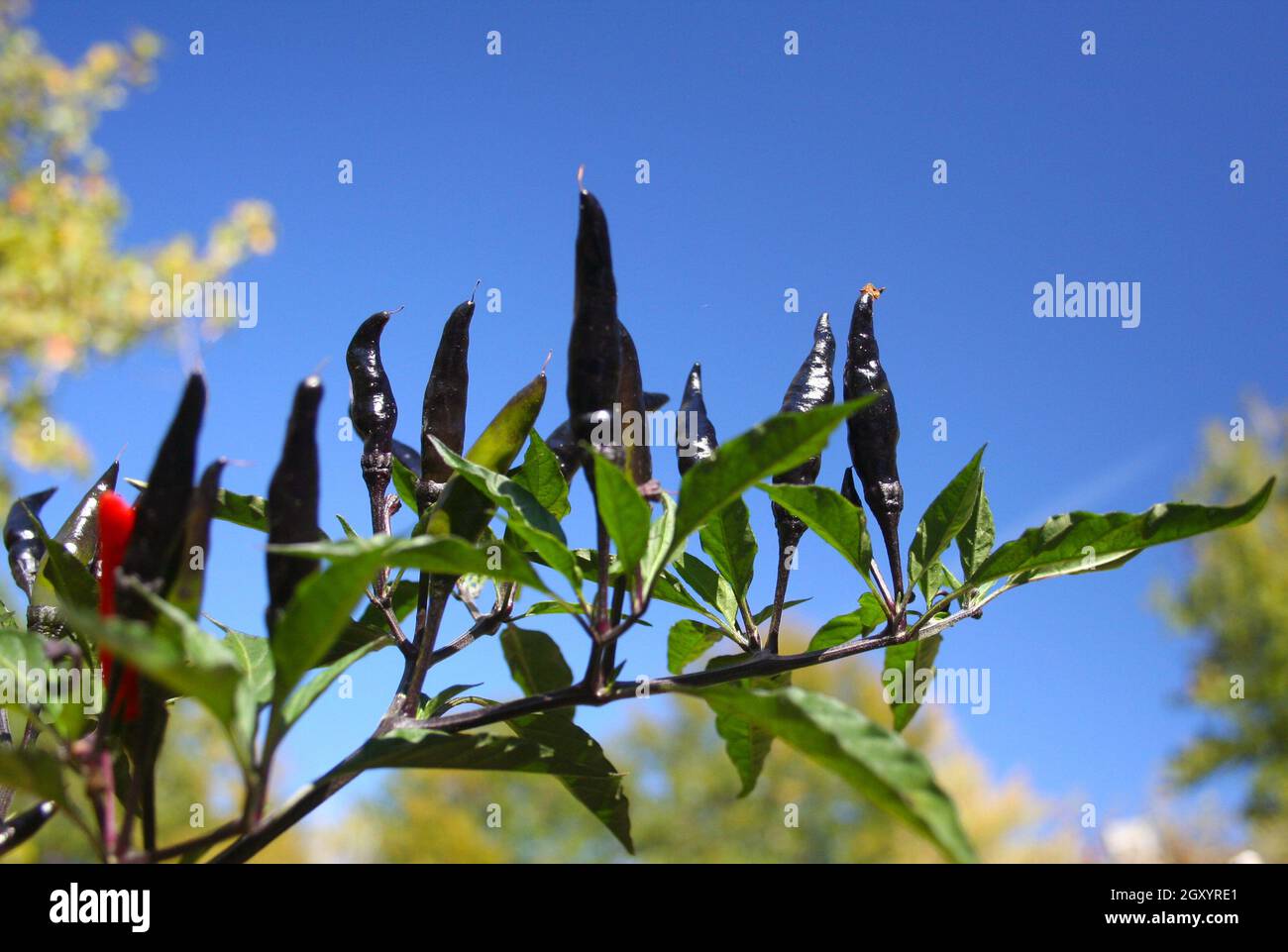 Black cobra hi-res stock photography and images - Alamy