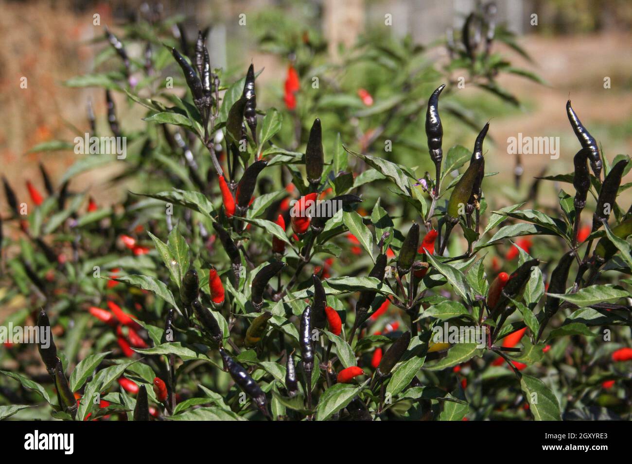 Black cobra pepper hi-res stock photography and images - Alamy