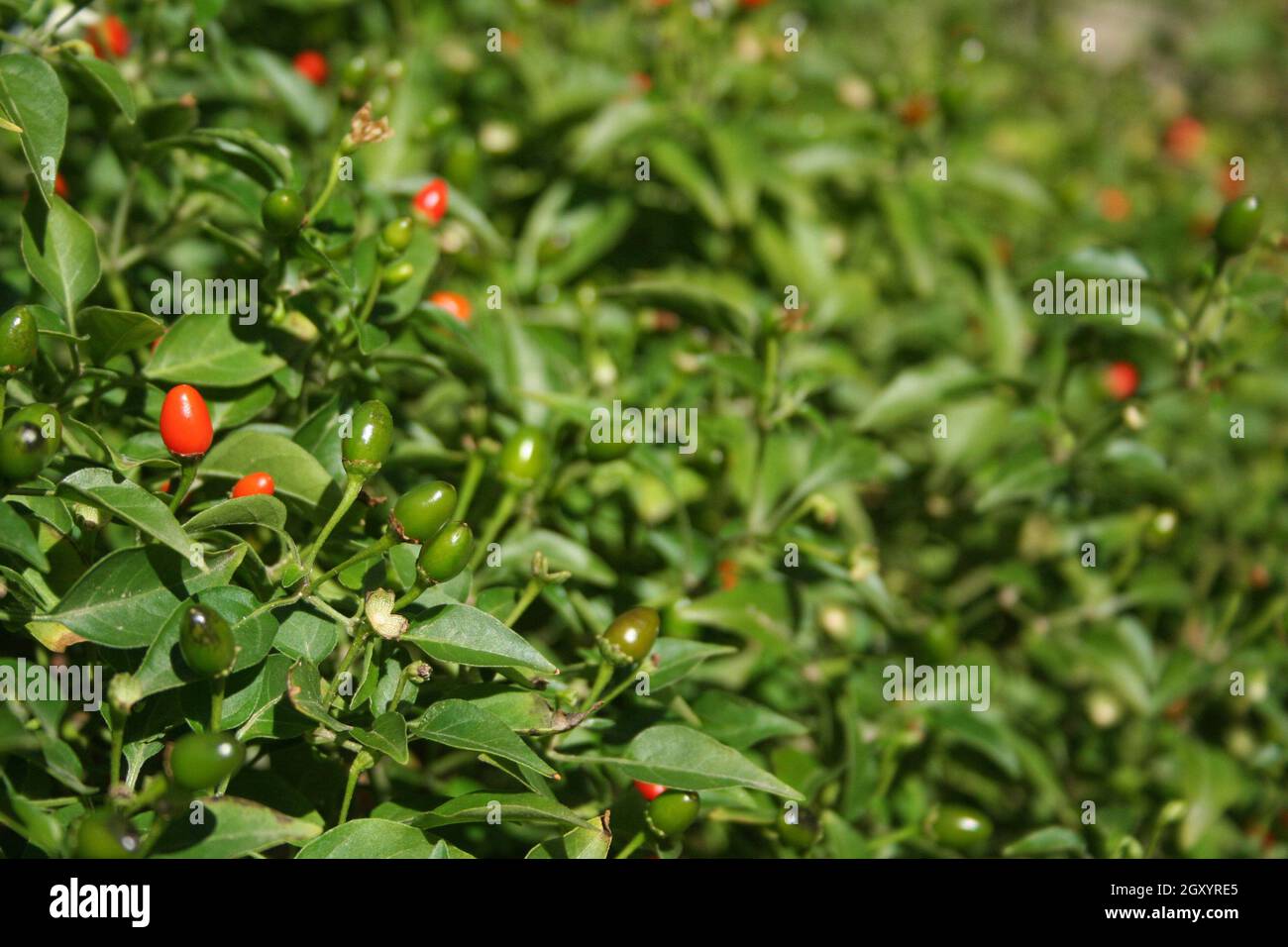 Texas Native Pepper Chiltepin Pepper Capsicum annuum var. glabriusculum ...