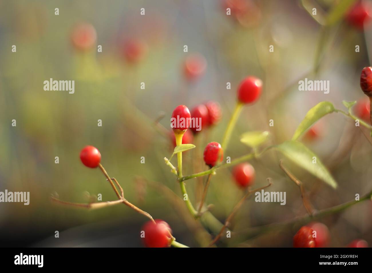 Texas Native Pepper Chiltepin Pepper Capsicum annuum var. glabriusculum ...
