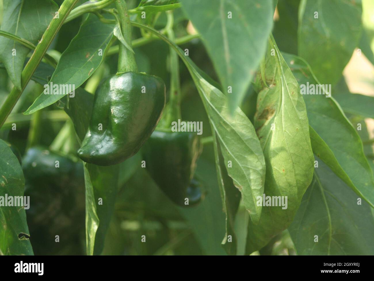 Poblano plant hi-res stock photography and images - Alamy