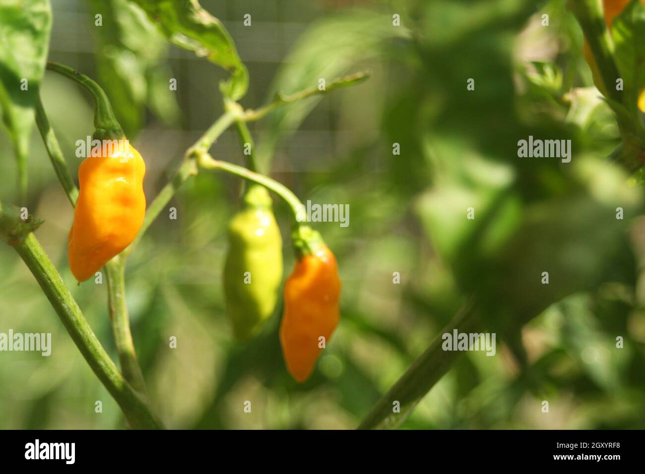 Aji Amarillo Peppers From Peru Growing in Garden Stock Photo - Alamy
