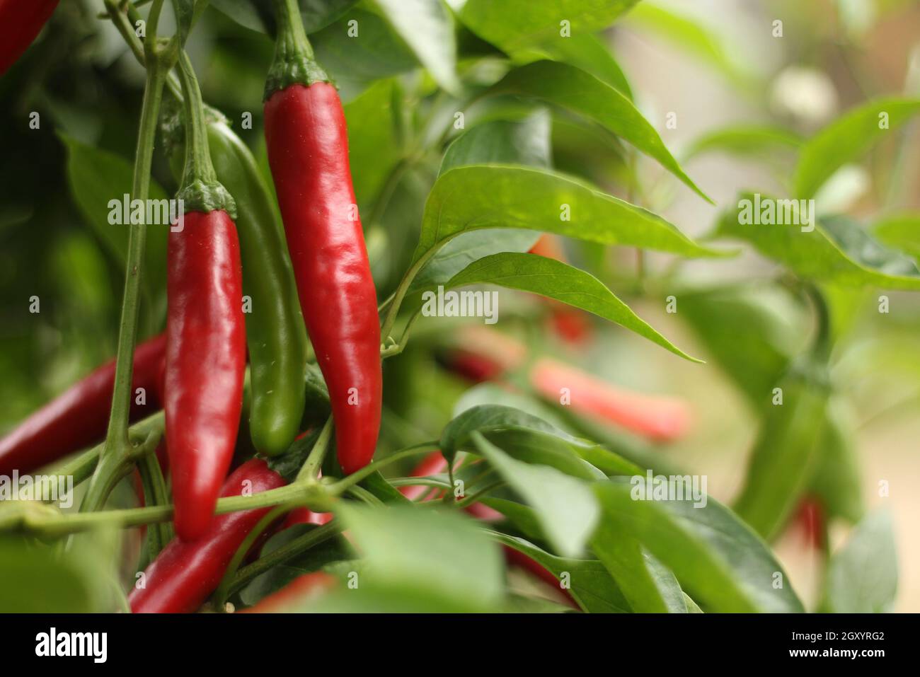 Cayenne Peppers Growing in Garden Stock Photo - Alamy