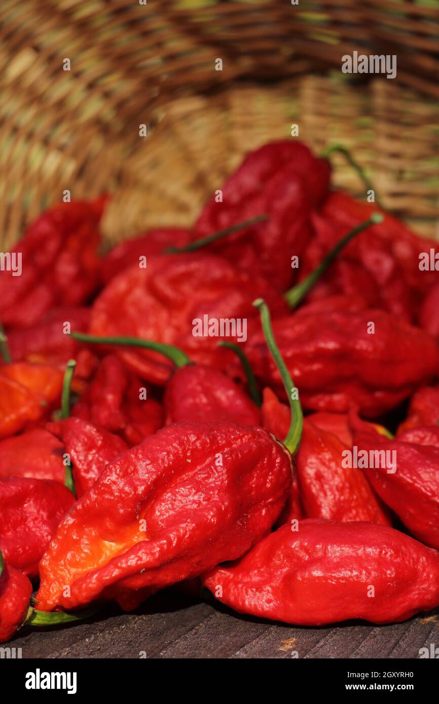 Basket of Fresh Bhut Jolokia Ghost Chili Peppers at rural farmers ...
