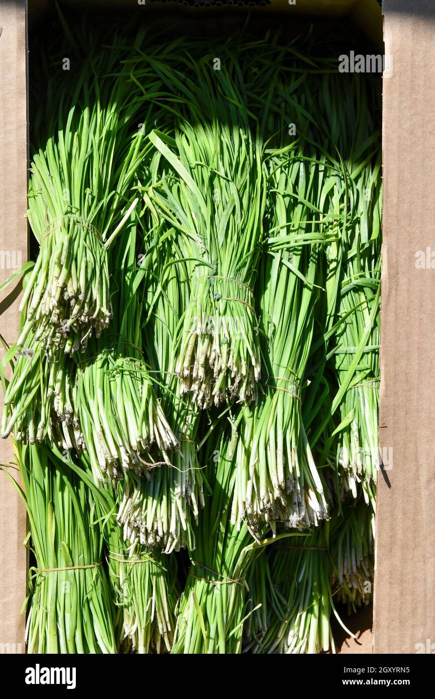 Cardboard box green seedlings hi-res stock photography and images - Alamy