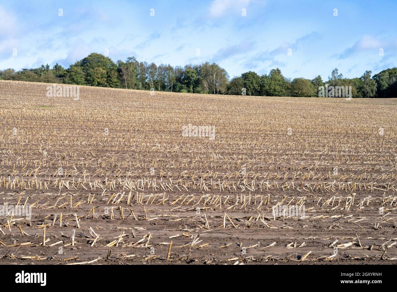 Sweetcorn Maize Crop Harvest in large field with single Oak tree Stock ...