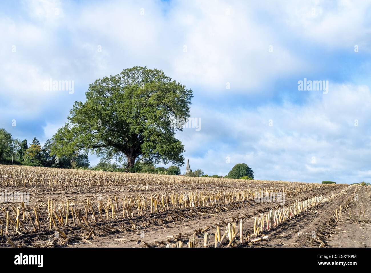 Crop in large field hi-res stock photography and images - Alamy