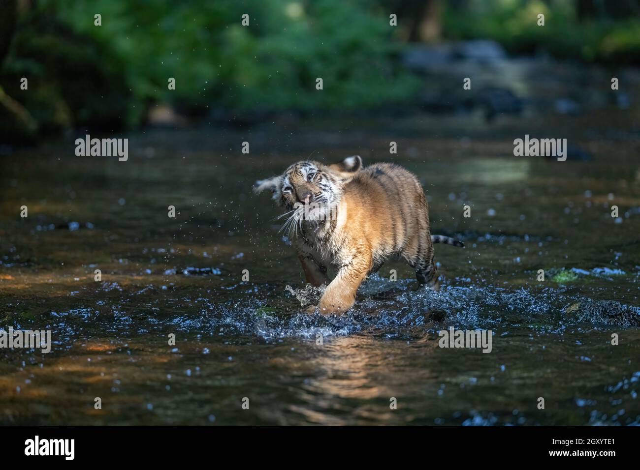 Cute Bengal tiger cub is running in the river. Horizontally Stock Photo ...