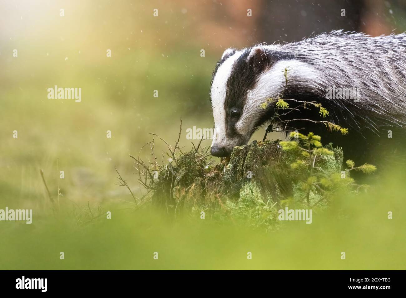 Side view of european Badger posing in sunlight in the forest ...