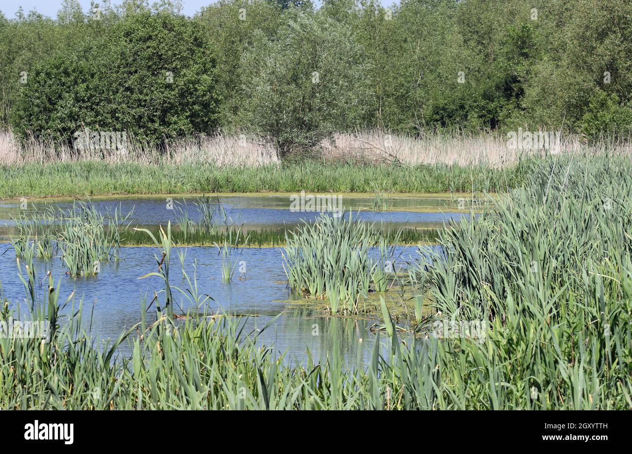 Pond with reed mace or bulrush, Typha latifolia, invading the open ...
