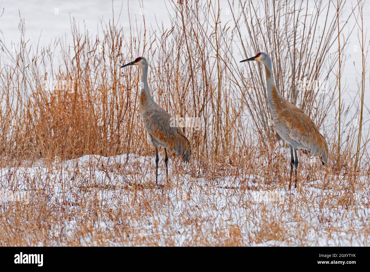 A Pair of Sandhill Cranes in the snow and grasses on the MIssissippi ...