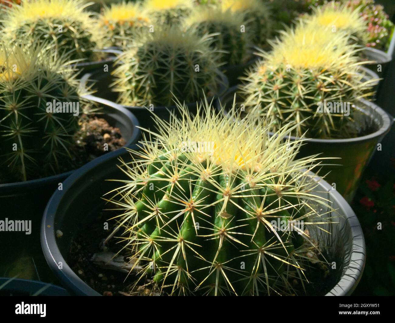 Backlit cactus hi-res stock photography and images - Alamy