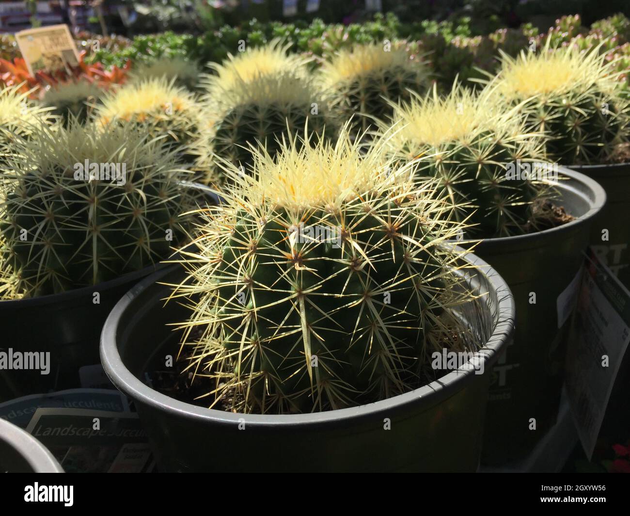 Backlit cactus hi-res stock photography and images - Alamy