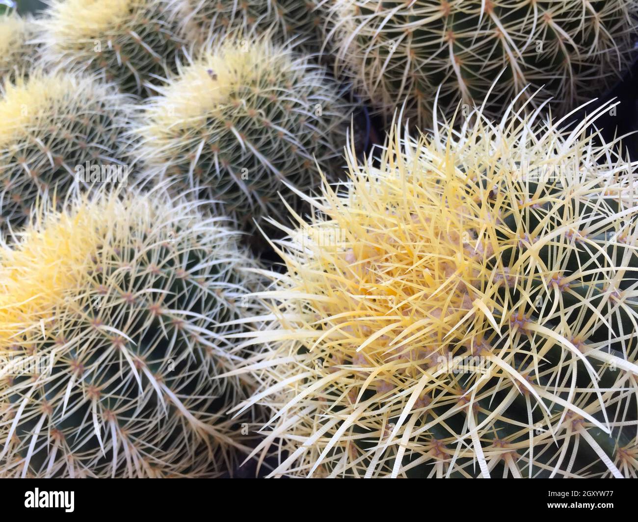 Backlit Cactus Succulent Variety at Local Market Stock Photo - Alamy